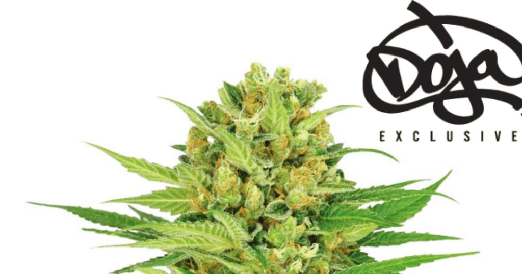 Doja OG Kush Auto Cannabis Samen kaufen – Original Cali Weed